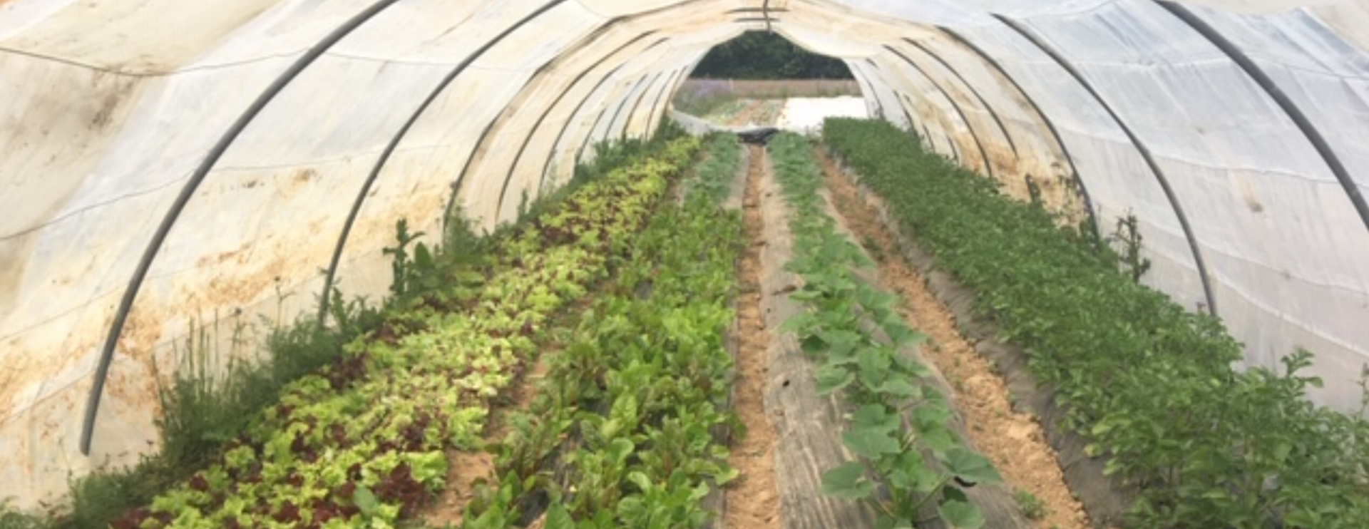 Premiers paniers bio à La Pépinière ! | GAPAS